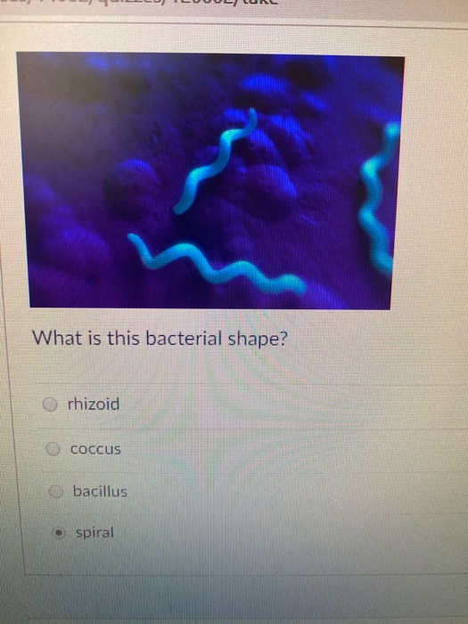 Solved What is this bacterial shape? rhizoid coccus bacillus | Chegg.com