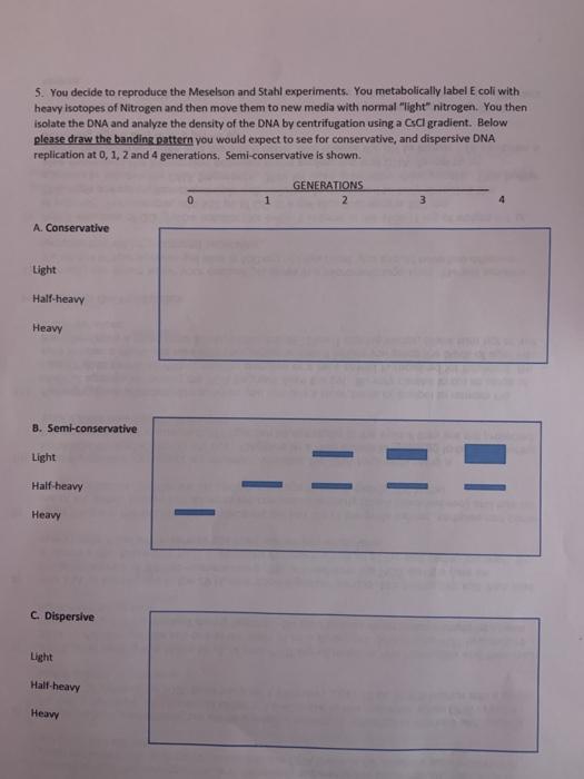 Solved 5. You decide to reproduce the Meselson and Stahl | Chegg.com