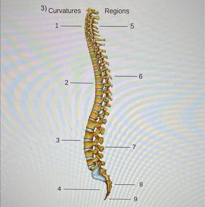 Solved 3) Curvatures Regions 1 - 5 6 2. 3 — -7 8 4 - - 9 | Chegg.com