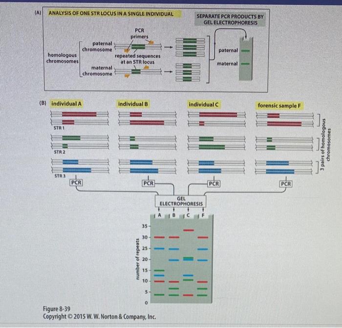 (A) ANALYSIS OF ONE STR LOCUS IN A SINGLE | Chegg.com