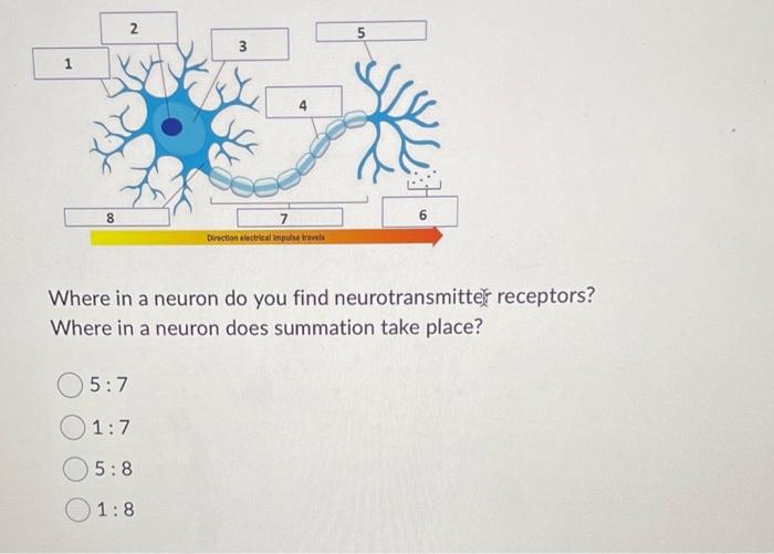 Solved Where in a neuron do you find neurotransmitter | Chegg.com