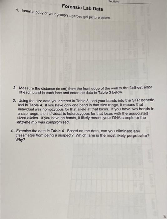 Solved Name: Section DNA Marker (1) Lane 2 Lane 3 Lane 4 | Chegg.com