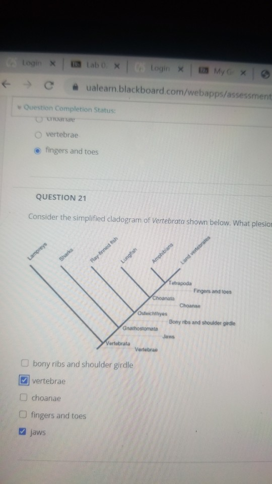 consider the simplified cladogram of Vertebrata shown | Chegg.com
