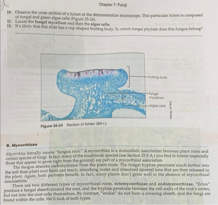 Chapter 7: Fungi 10. Observe the cross section of a | Chegg.com