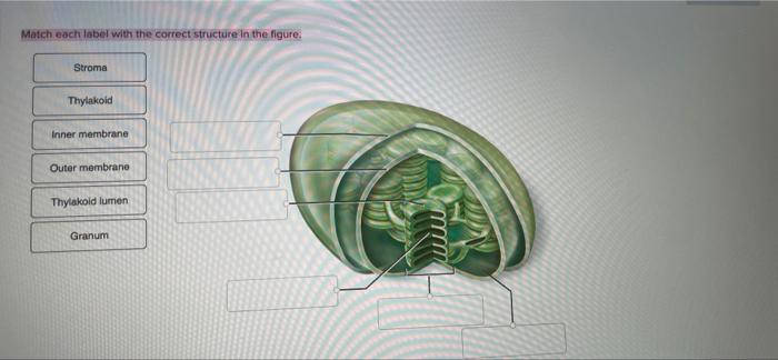 Solved Match each label with the correct structure in the | Chegg.com