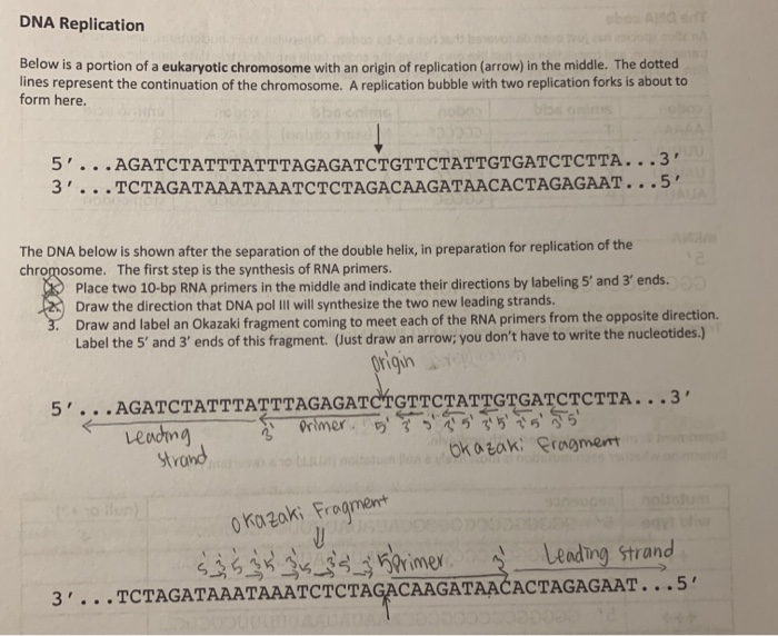 Solved DNA Replication Below is a portion of a eukaryotic | Chegg.com