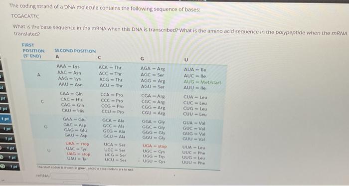 Solved ot pt 1 pt The coding strand of a DNA molecule | Chegg.com