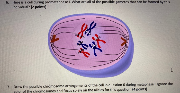 Solved 6. Here is a cell during prometaphase I. What are all | Chegg.com