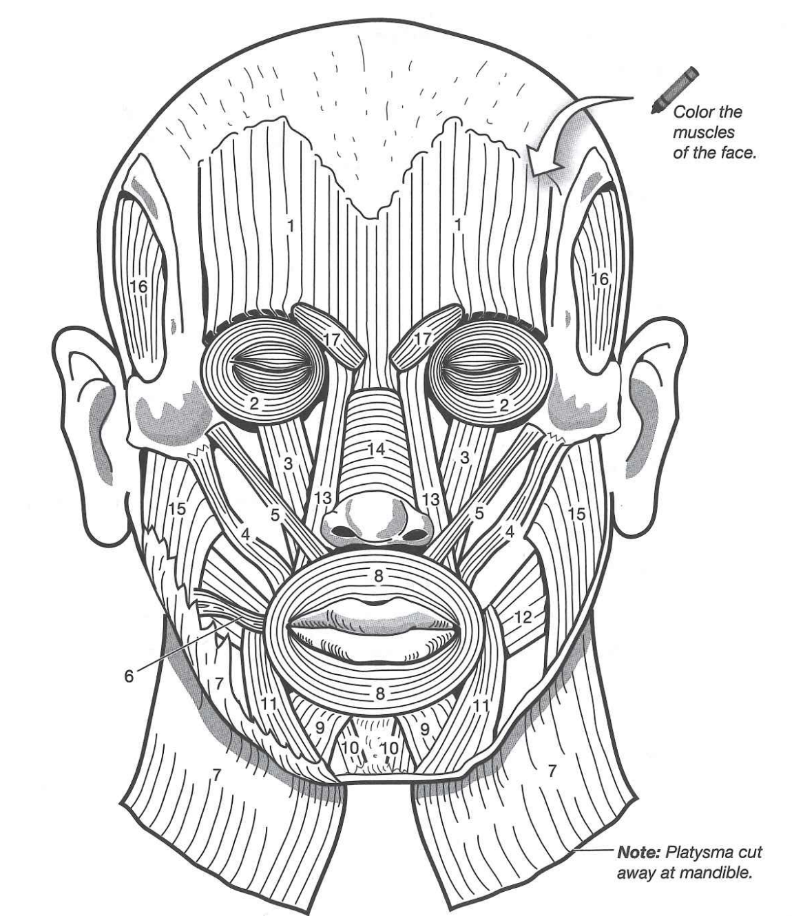 Solved label muscles of the face and head List of facial | Chegg.com