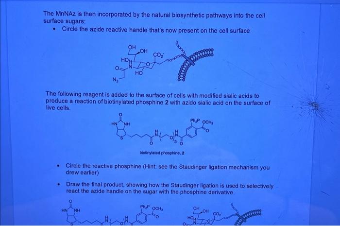 Solved Once the Ac4ManNAz is inside the cell, an esterase | Chegg.com