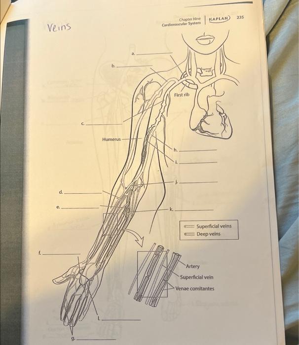 Solved 235 KAPLAN) Veins Chapter Nine Cardiovascular System | Chegg.com