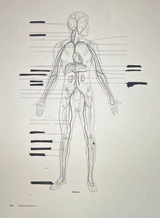 identify the veins | Chegg.com
