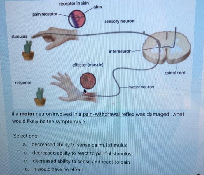 Solved skin receptor in skin pain receptor sensory neuron | Chegg.com