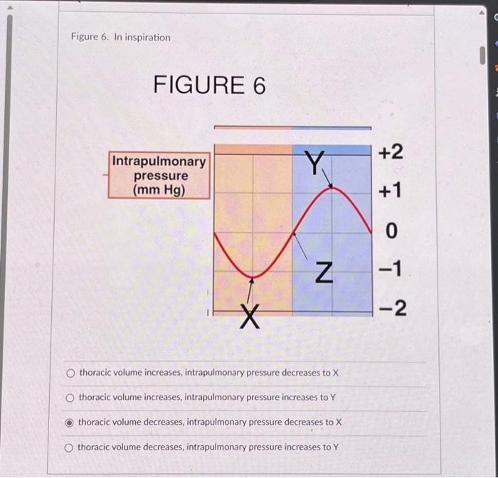 Solved Figure 6. In inspiration FIGURE 6 Intrapulmona | Chegg.com