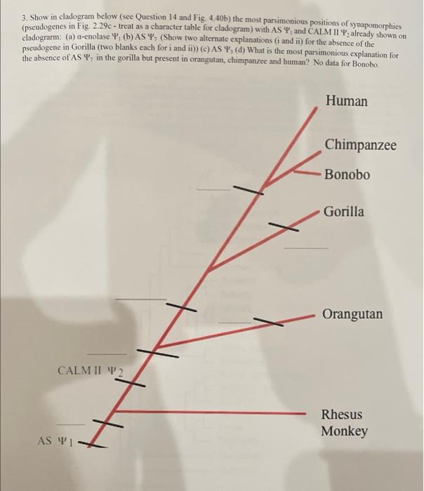 Solved 3. Show in cladogram below (see Question 14 and Fig. | Chegg.com