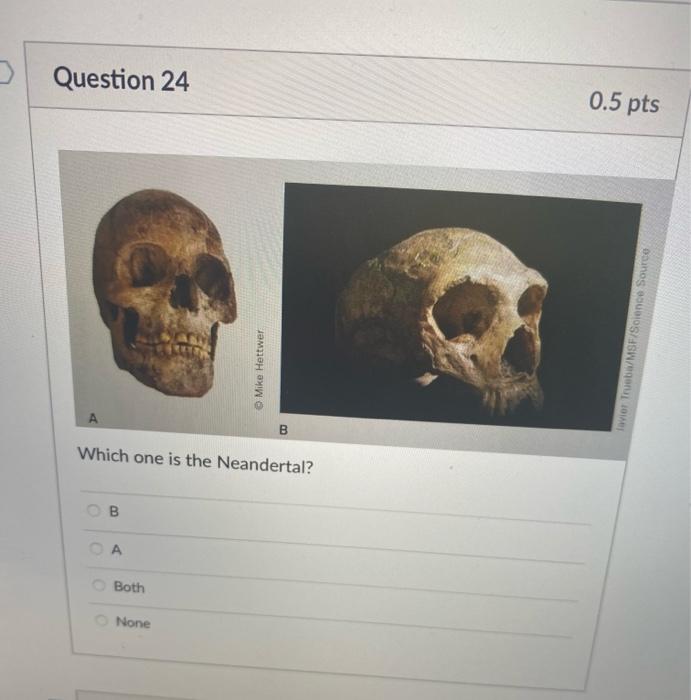 Solved Question 21 0.5 pts Sagittal Keel B Which one is Homo | Chegg.com