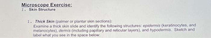 Solved Microscope Exercise: I. Skin Structure 1. Thick Skin | Chegg.com