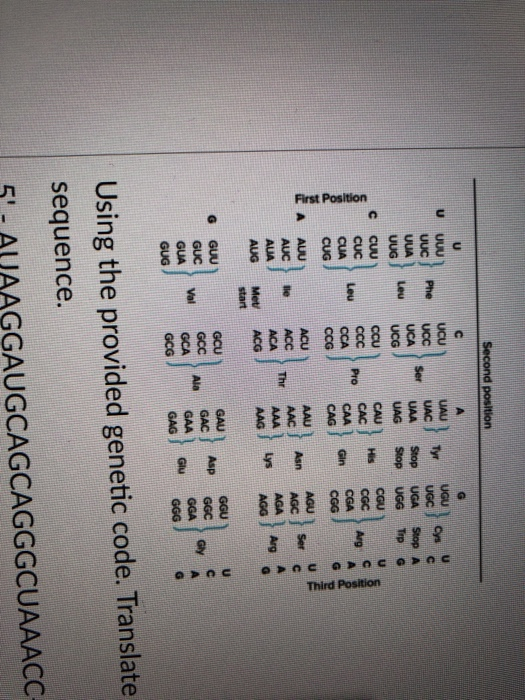 Solved Using the provided genetic code. Translate the | Chegg.com