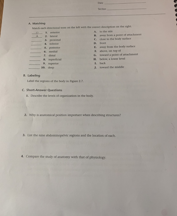 Solved Date Section A. Matching Match each directional term | Chegg.com