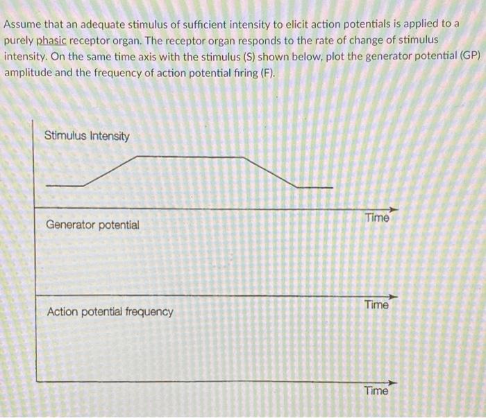 Solved Assume that an adequate stimulus of sufficient | Chegg.com