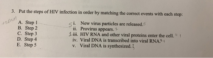 Solved 3. Put the steps of HIV infection in order by | Chegg.com