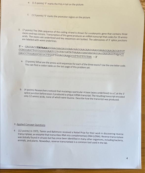 Solved e. (1.5 points) ' F ' marks the Poly A tail on the | Chegg.com