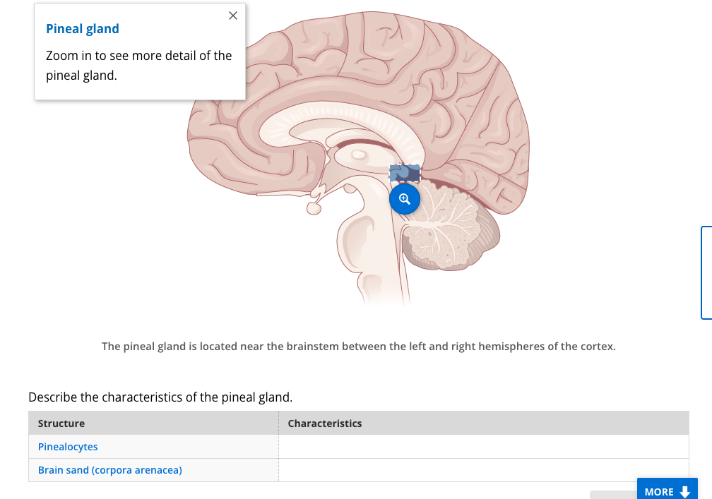 Solved The pineal gland is located near the brainstem | Chegg.com