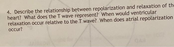 Solved 4. Describe the relationship between repolarization | Chegg.com