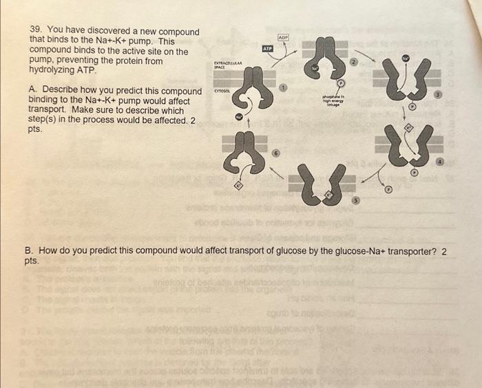 Solved 39. You have discovered a new compound that binds to | Chegg.com