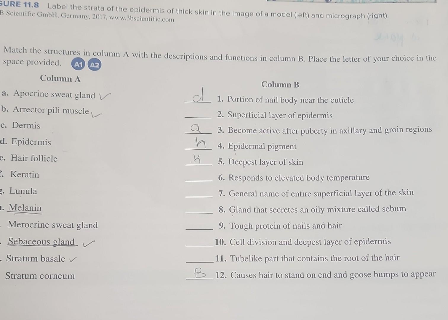 Solved URE 11.8 Label the strata of the epidermis of thick | Chegg.com