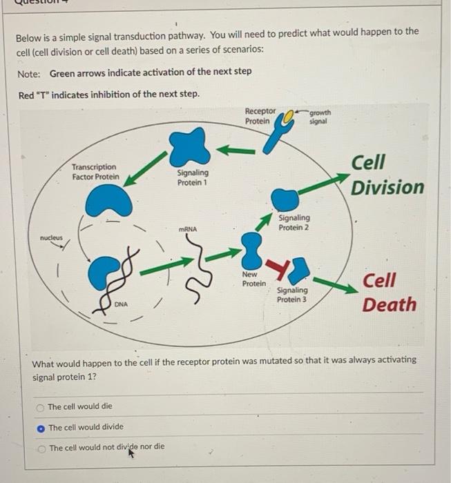 Solved Below is a simple signal transduction pathway. You | Chegg.com
