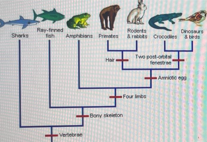 Solved find the outliers, poly phyletic, paraphyletic, | Chegg.com