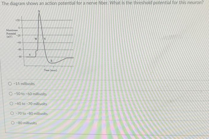 Solved The diagram shows an action potential for a nerve | Chegg.com