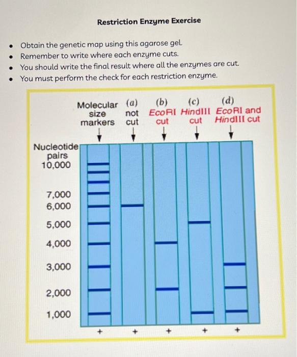 Solved Restriction Enzyme Exercise • Obtain the genetic map | Chegg.com