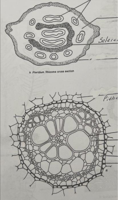 Solved A Pteridium. Rhizome oross section | Chegg.com