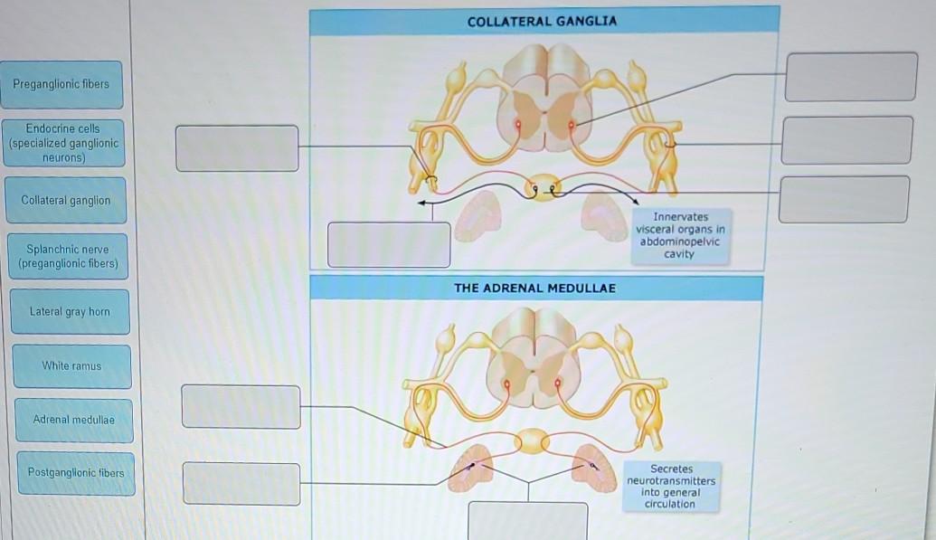 Solved COLLATERAL GANGLIA Preganglionic fibers Endocrine | Chegg.com