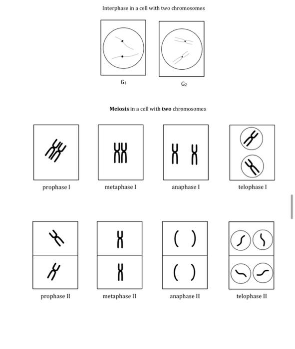 Solved Interphase in a cell with two chromosomes G: G2 | Chegg.com