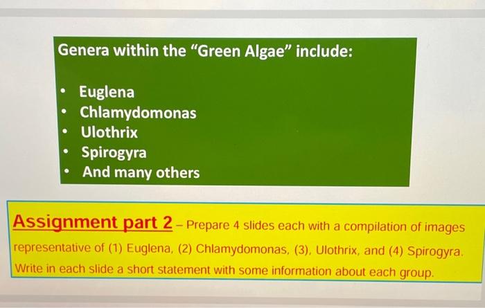 Solved Genera within the "Green Algae" include: Euglena • | Chegg.com