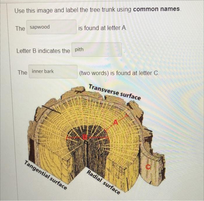 Solved Use this image and label the tree trunk using common | Chegg.com