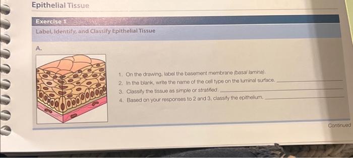 Solved Epithelial Tissue Exercise 1 Label, Identify, and | Chegg.com