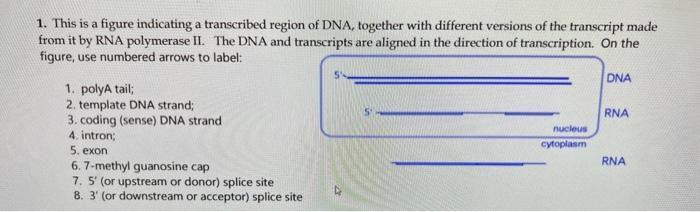 1. This is a figure indicating a transcribed region | Chegg.com