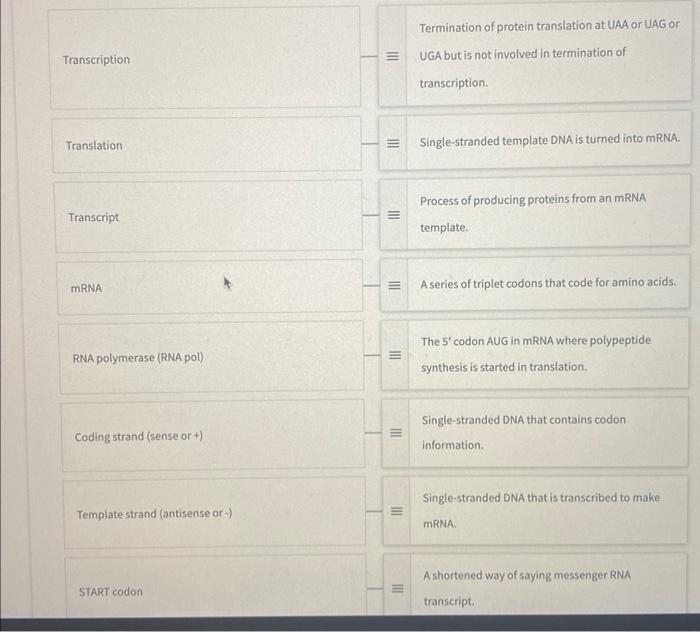 Solved Termination of protein translation at UAA or UAG or | Chegg.com