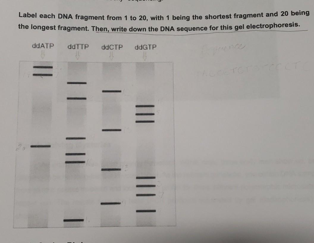 Solved Label each DNA fragment from 1 to 20, with 1 being | Chegg.com