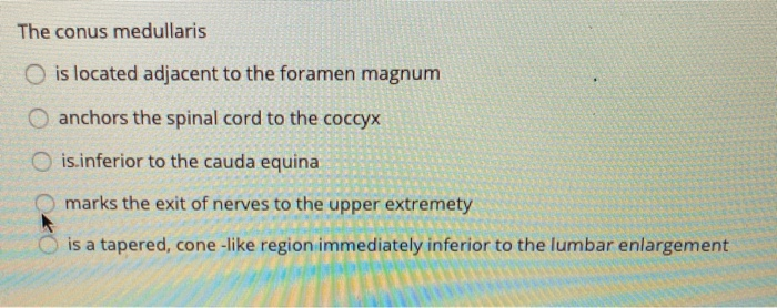 Solved The conus medullaris O is located adjacent to the | Chegg.com