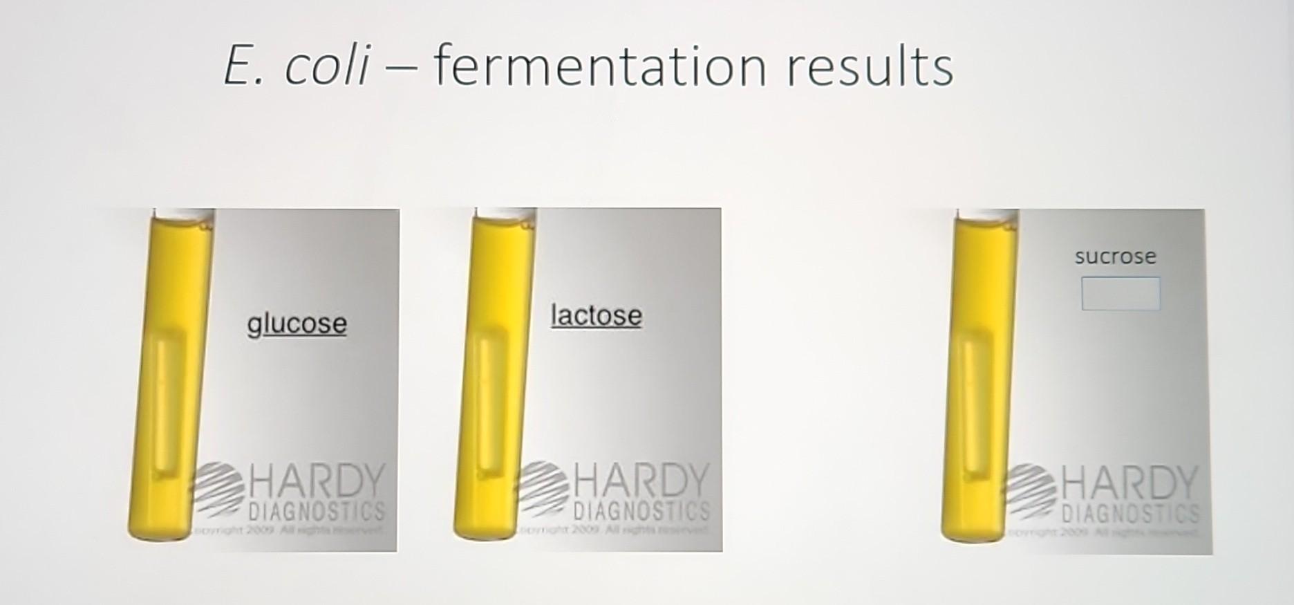 Solved Alcaligenes faecalis - fermentation | Chegg.com