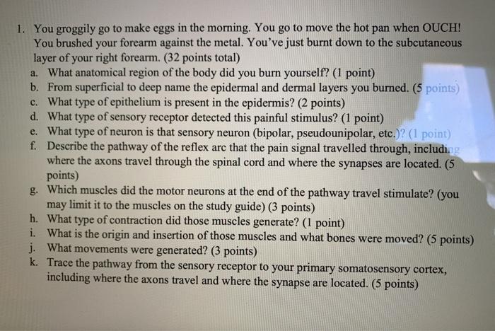 Solved 1. You groggily go to make eggs in the morning. You | Chegg.com