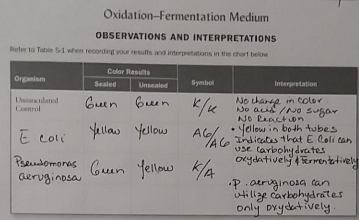 Solved Oxidation-Fermentation Medium OBSERVATIONS AND | Chegg.com