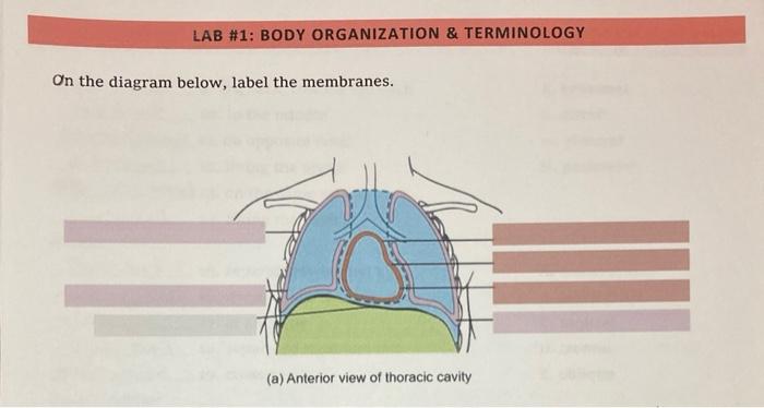 Solved LAB #1: BODY ORGANIZATION & TERMINOLOGY On the | Chegg.com
