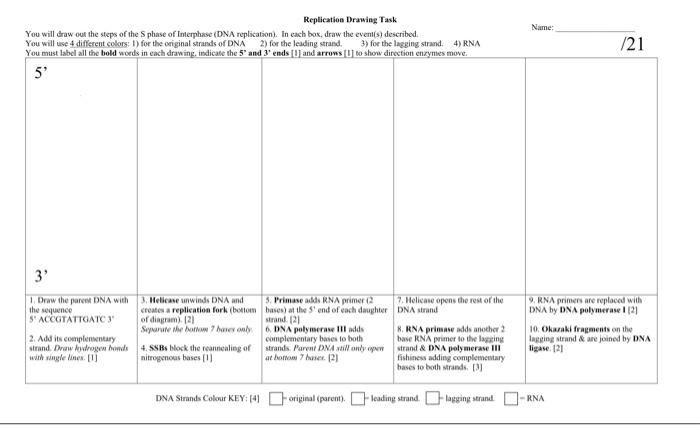 Replication Drawing Task You will draw out the steps | Chegg.com