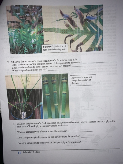 Solved Figure 6.6 Lycopodium speeriens Lycopodium 2. Examine | Chegg.com